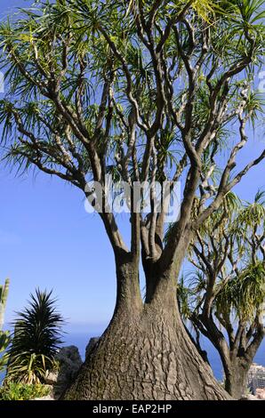The trunk of a Beaucarnea recurvata, the elephants foot tree or ...