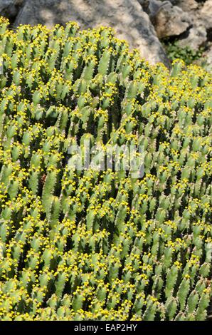 Euphorbia resinifera - Resin spurge - is a species of spurge native to ...