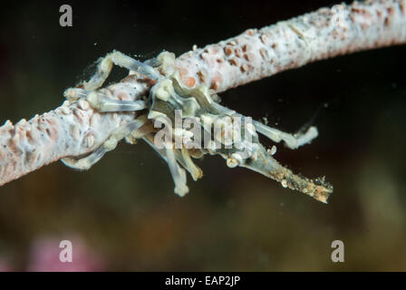 Arrowhead Crab Huenia heraldica Stock Photo - Alamy
