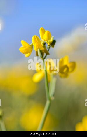 Yellow flowers of crown vetch. Flowering plant close-up. Coronilla ...