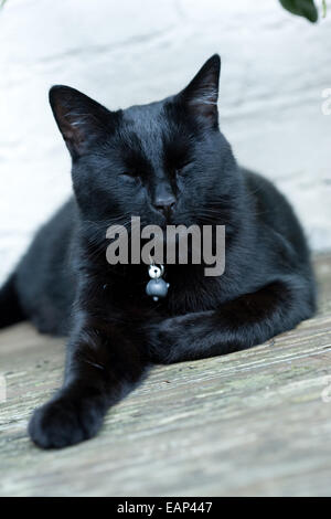 Roger the cat having a nap Stock Photo - Alamy