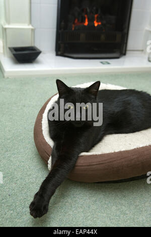 Roger the cat having a nap Stock Photo - Alamy