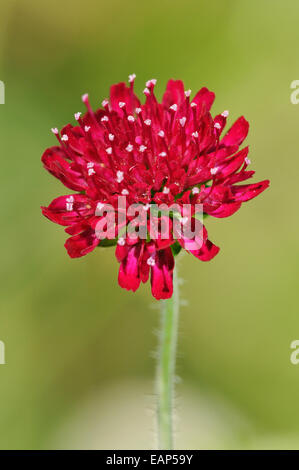 Macedonian scabious, Knautia macedonica 'Red Knight', Close side view ...