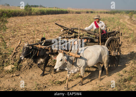 Bullock, bull ox cart used to transport harvested goods including this ...
