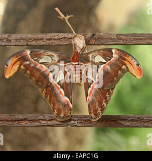 Attacus atlas moth. Snake head butterfly Stock Photo - Alamy