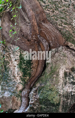 Rock split by growth of ancient tree Parc Naturel Regional de Corse ...