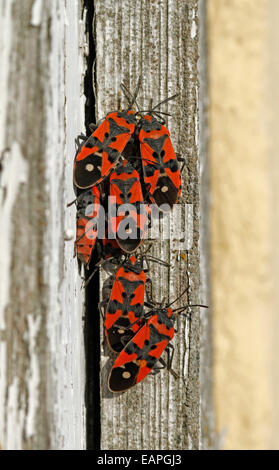 Lygaeus equestris, Black-and-Red Bug Stock Photo - Alamy