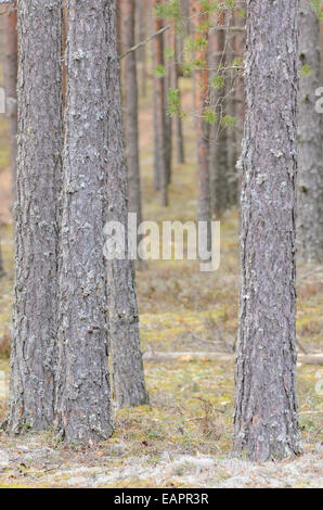 dry tree trunks in forest spring. empty ground no vegetation Stock ...