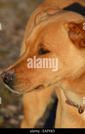 golden dog Webster Stock Photo - Alamy
