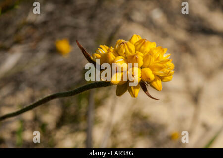 Conostylis robusta, Large Cottonheads Stock Photo - Alamy