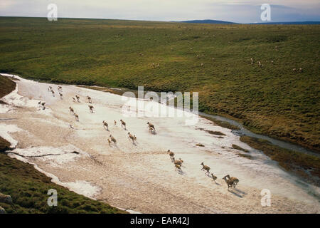 Aerial Of Western Arctic Caribou Herd Migrating North In Spring Selawik ...