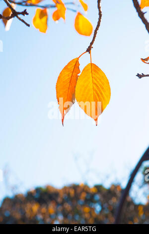 Sunlight through yellow leaves showing the many vanes Stock Photo - Alamy