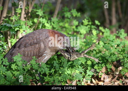 Japanese Night-heron (Gorsachius goisagi) sub-adult, standing in ...