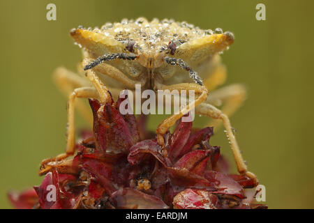 stink bug (Carpocoris fuscispinus), front view with the proboscis ...