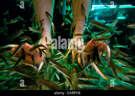 Flesh eating fish devour dead skin cells from a fish spa patrons body ...
