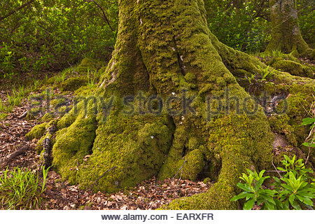 A gnarly tree meets the forest floor in Killarney National park Stock ...