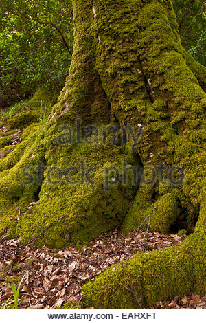 A gnarly tree meets the forest floor in Killarney National park Stock ...
