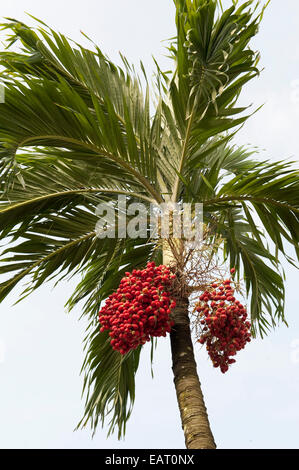 Fruits of Palm Tree, Ancon Hill, Panama, Central America Stock Photo ...