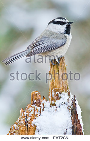 A mountain chickadee in a Wyoming snow shower Stock Photo - Alamy