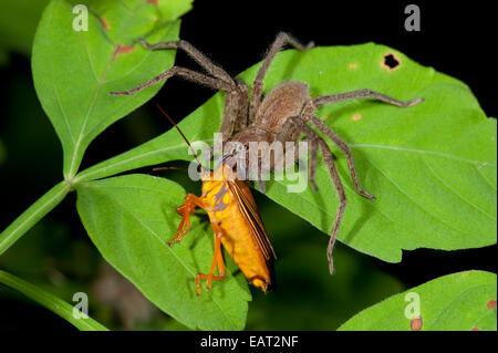 Huntsman Spider (heteropoda Sp.) Feeding On A Bug In Tropical