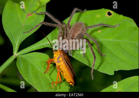 Huntsman spider (Heteropoda sp.) feeding on a bug in tropical ...