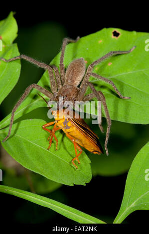 Huntsman spider. Heteropoda sp, Panama, feeding on shield bug, Central ...