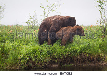 GRIZZLY BEARS mating Stock Photo: 22397996 - Alamy