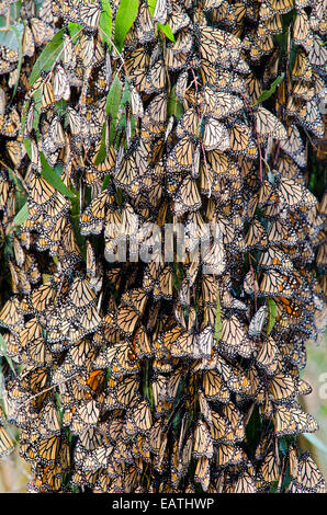 Monarch butterflies Danaus plexippus clustering on eucalyptus tree branches as they winter in a ...