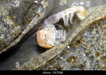 bay ghost shrimp Callianassa californiensis c family Callianassidae ...
