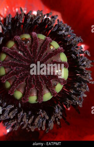 Close-up inside a Red Poppy (Papaver rhoeas) showing petals, stamens ...