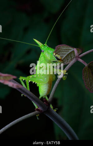 A horned katydid, Copiphora rhinoceros, feeding on a rain forest plant ...