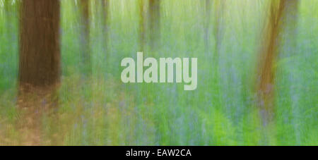 Abstract study of a Bluebell Woods Stock Photo - Alamy