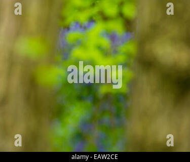 Abstract study of a Bluebell Woods Stock Photo - Alamy