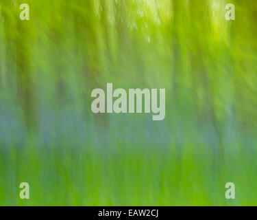 Abstract study of a Bluebell Woods Stock Photo - Alamy