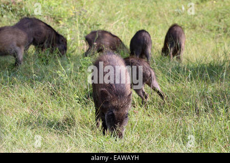 Piglets. The Cubs of Indian boar (Sus scrofa cristatus), also known as ...