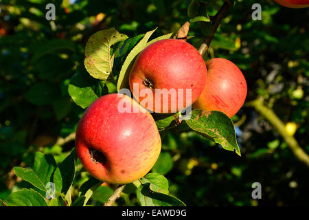 Apple tree (Malus domestica), french variety : 'Reine des reinettes ...