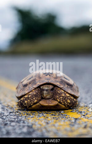 Parrot-beaked tortoise (Homopus areolatus Stock Photo - Alamy