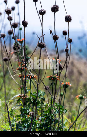 Pink Dombeya (Dombeya burgessiae Stock Photo - Alamy