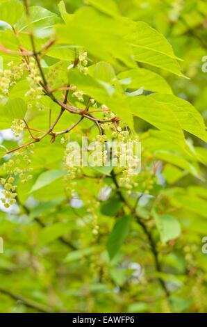 Père David's maple, Acer davidii, Flower Stock Photo - Alamy