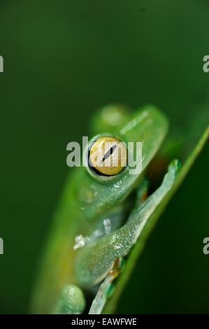 Canal Zone tree frog Stock Photo - Alamy