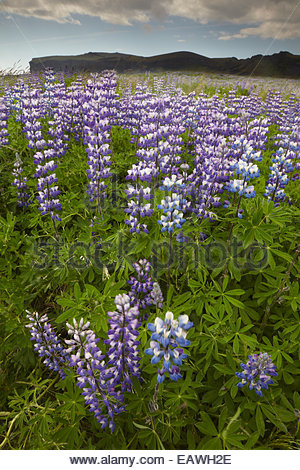 Alaska Lupines (Lupinus nootkatensis) in front of Eyjafjallajökull ...