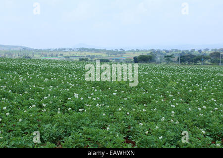 Potato cultivation Karnataka, India Stock Photo - Alamy