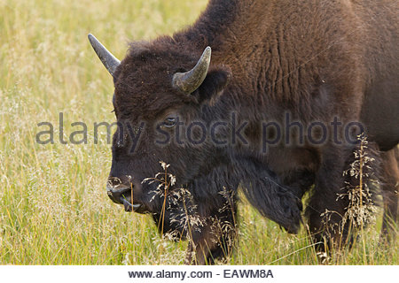 Buffalo licking nostril Stock Photo: 1442166 - Alamy