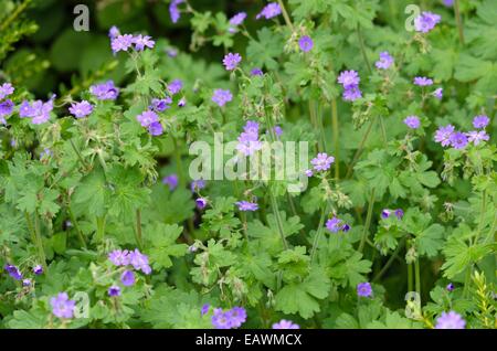 Hedgerow cranesbill (Geranium pyrenaicum 'Bill Wallis' Stock Photo - Alamy
