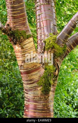 Paperbark cherry (Prunus serrula Stock Photo - Alamy