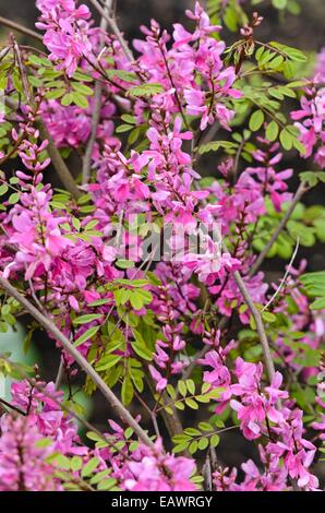 Himalayan indigo (Indigofera himalayensis) 'Silk Road' in bloom Stock ...