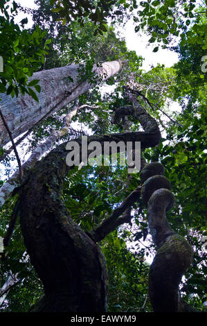 Upward view of canopy of tropical rainforest biome trees and plant life ...