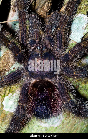 Peruvian pinktoe Tarantula (Avicularia urticans) at night in Puerto ...