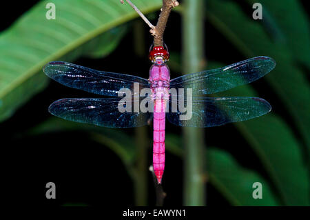 A delicate Pink Skimmer dragonfly roosting on a twig in the Amazon ...