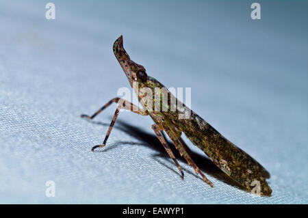 Peanut-head bug (Fulgora laternaria) from the Amazon rainforest in ...